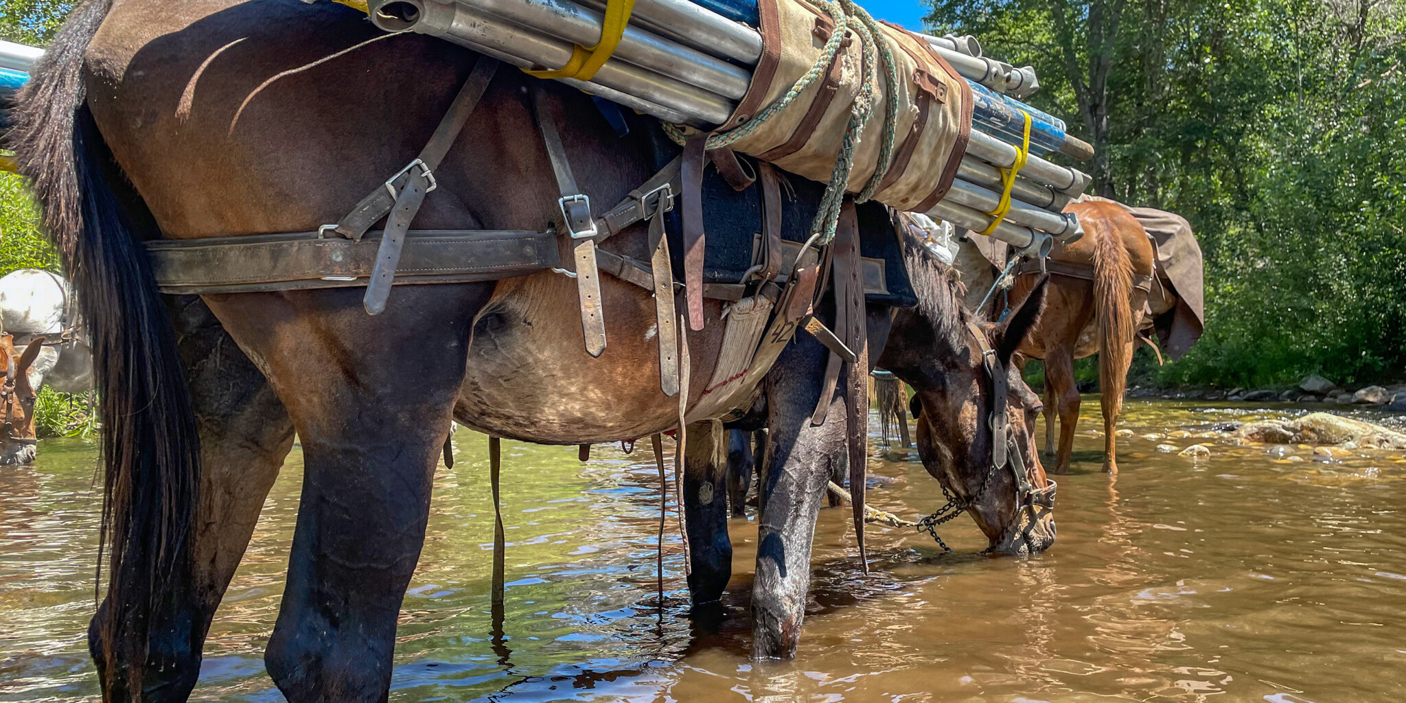 Media: Forks-of-the-Kern-Mules-Drinking | Momentum River Expeditions